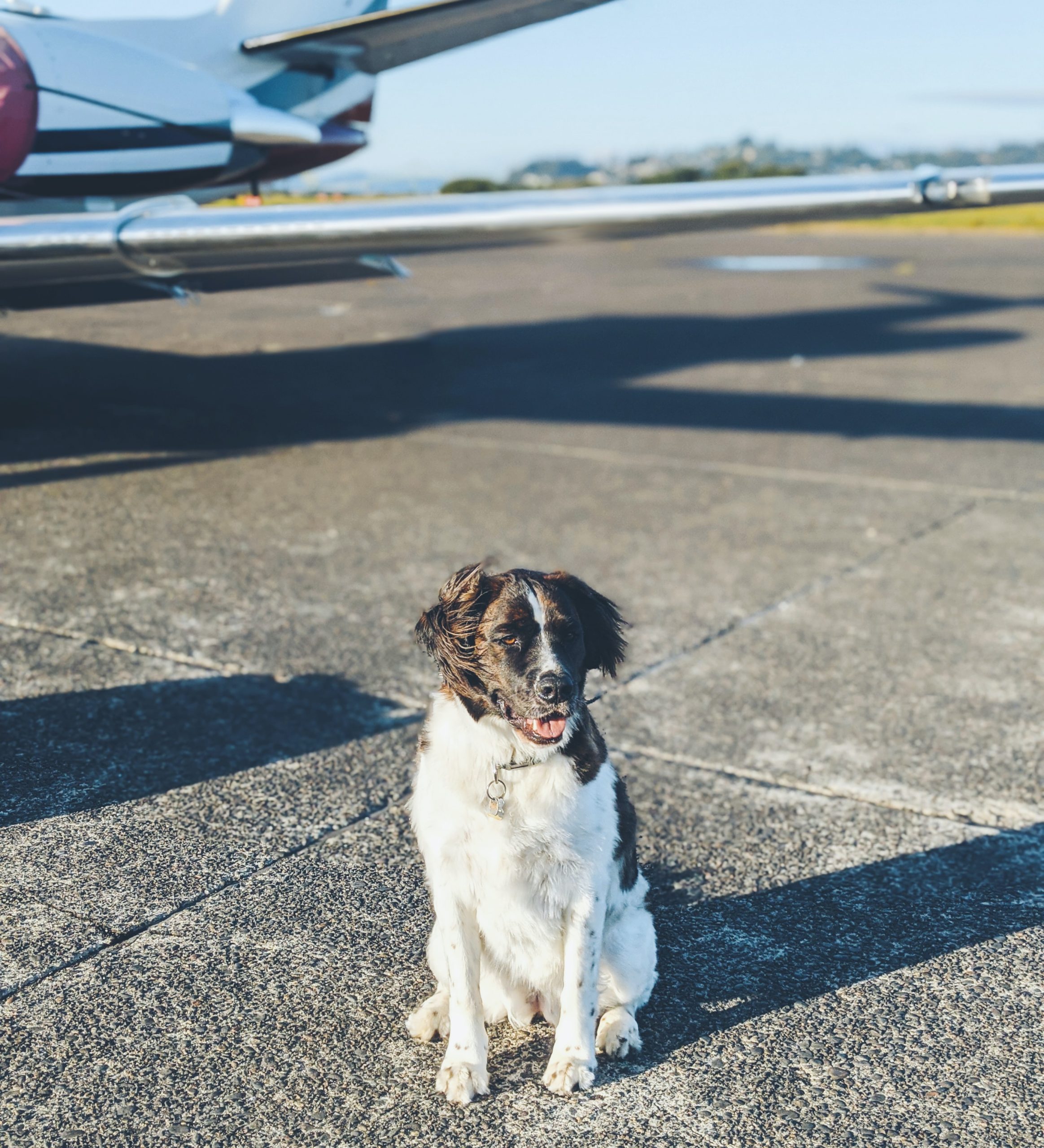live-animals-regulations-airbaltic-training